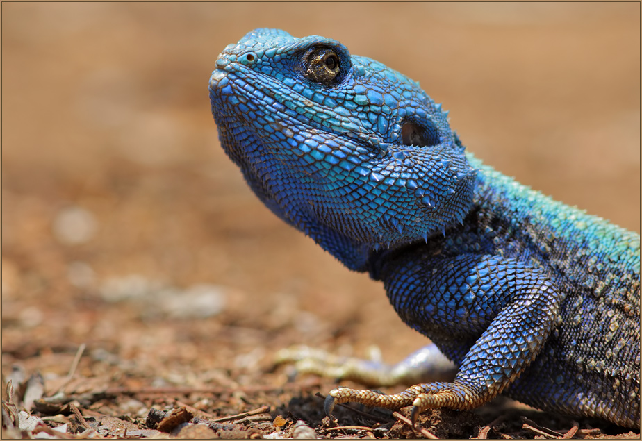 Echse in Blau Foto & Bild | tiere, wildlife, amphibien & reptilien ...