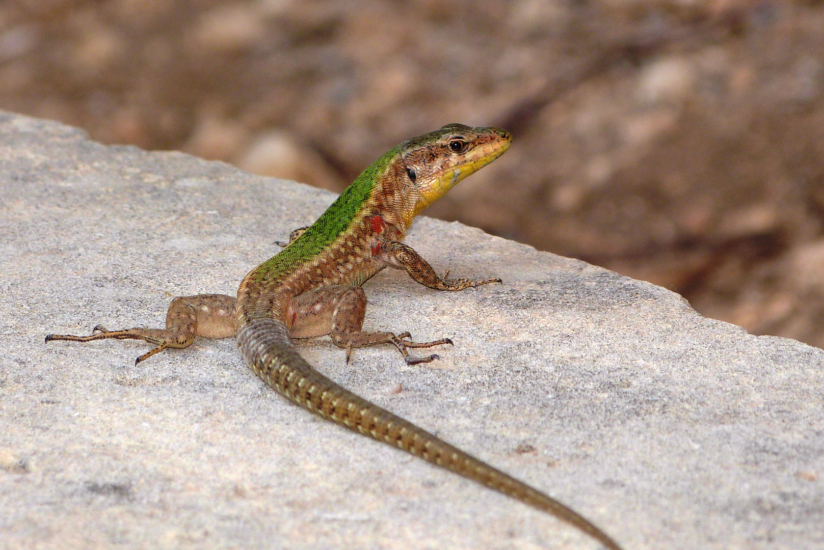 Echse in Gozo, Malta Foto & Bild | tiere, natur Bilder auf fotocommunity