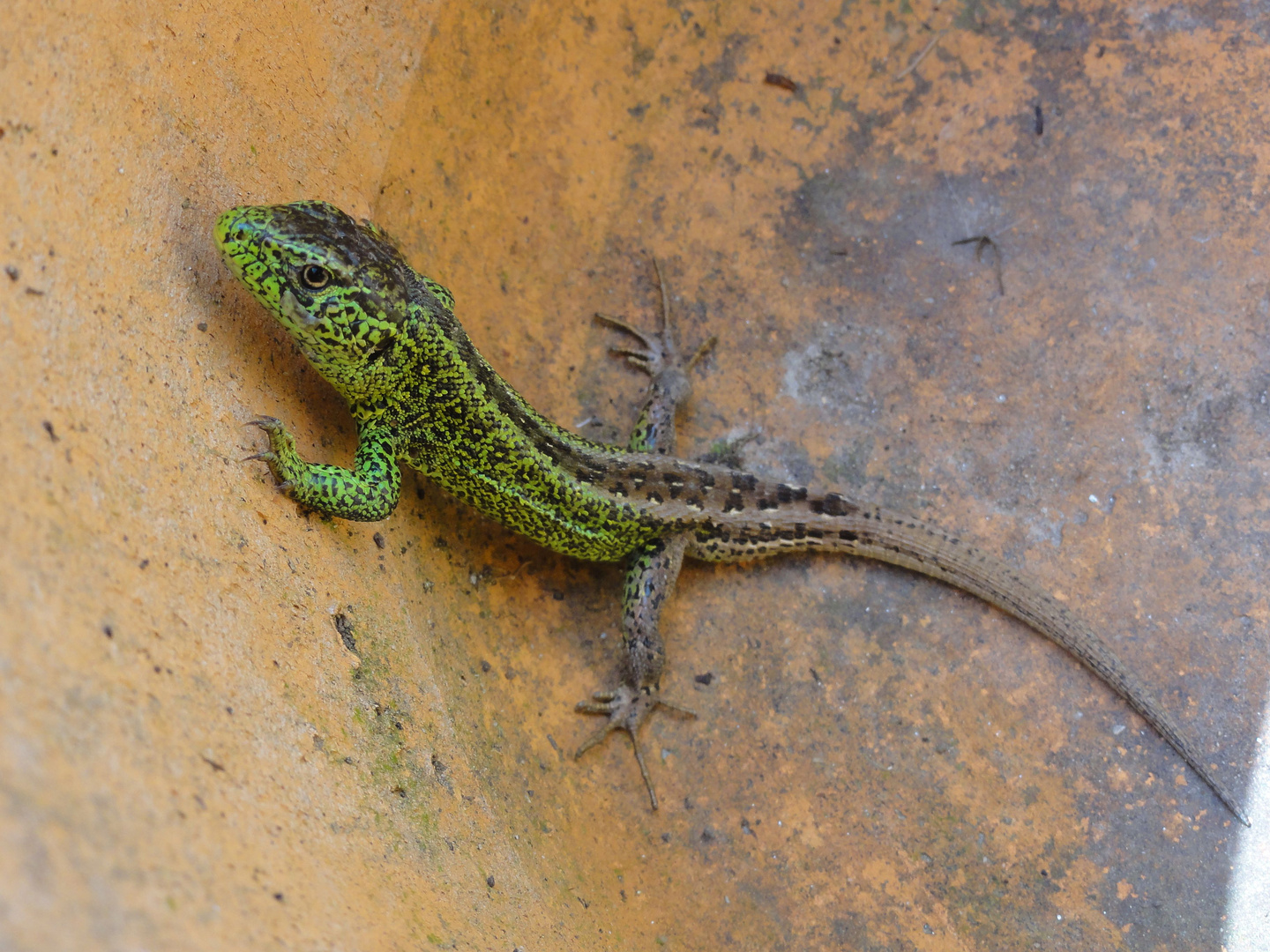 Echse in grün Foto & Bild | impressionen, eidechse, lézard Bilder auf ...