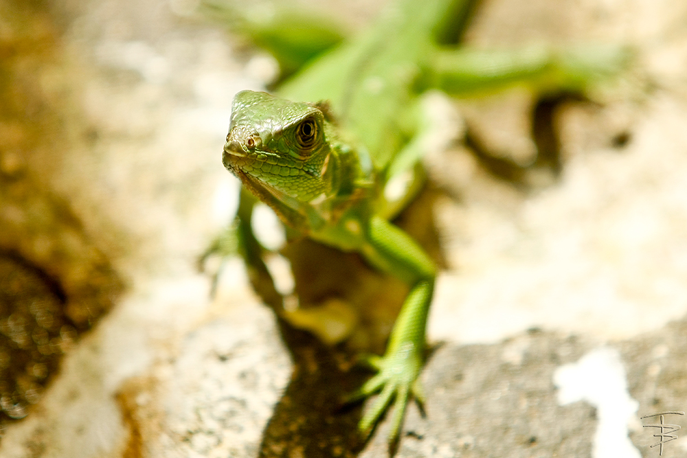 Echsen - auf Mauritius wie Sand am Meer Foto & Bild | tiere, wildlife ...