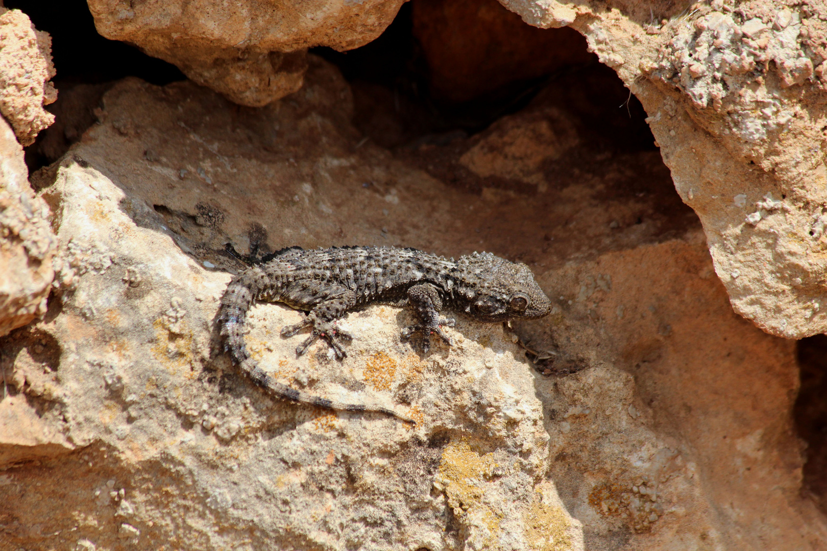 Echsen auf Menorca Foto & Bild | natur, tiere, wildlife Bilder auf ...