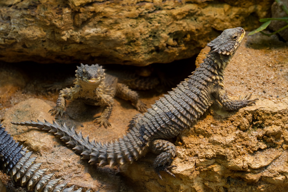 Echsen auf Umschau Foto & Bild | tiere, zoo, wildpark & falknerei ...