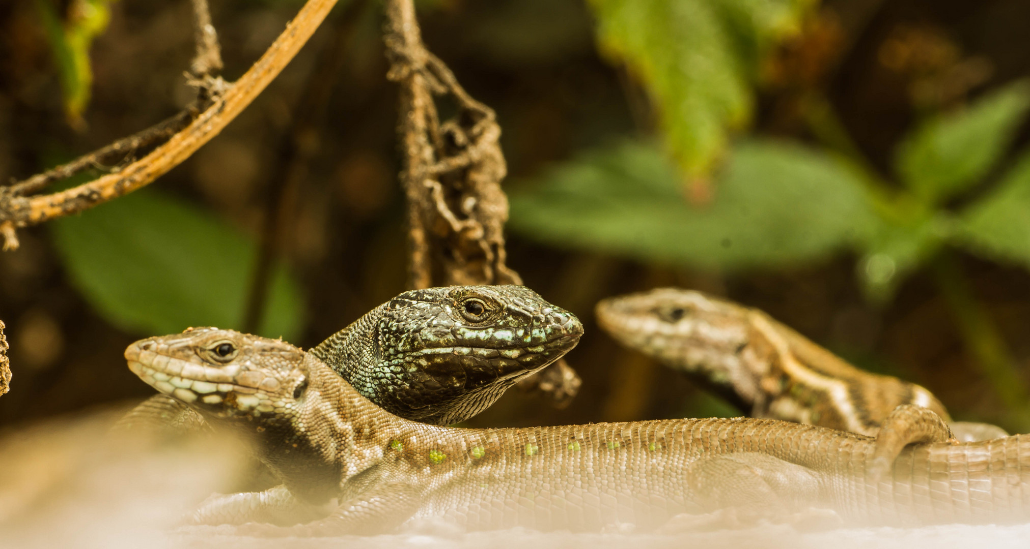 Echsen Foto & Bild | tiere, wildlife, fuerte Bilder auf fotocommunity