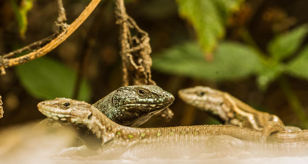 Echsen Foto & Bild | tiere, wildlife, fuerte Bilder auf fotocommunity