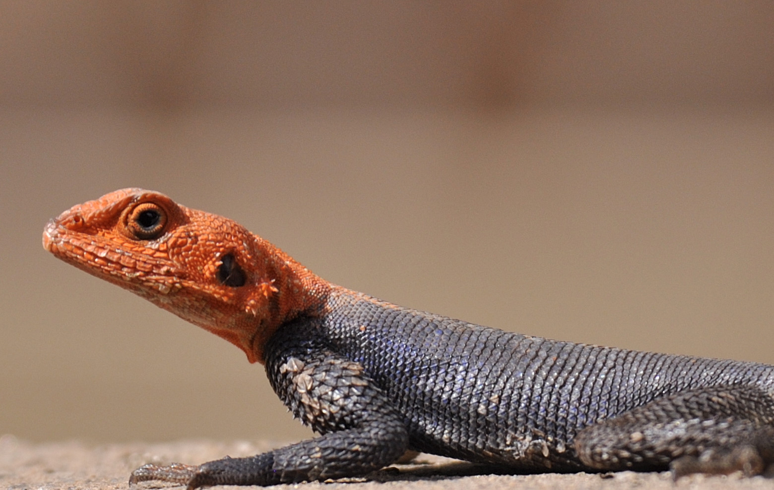 Echsen Foto & Bild | tiere, wildlife, amphibien & reptilien Bilder auf ...