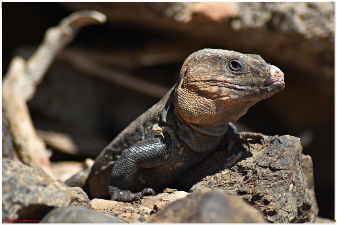 Echsen in den Klippen von Bahia Feliz Foto & Bild | tiere, wildlife ...