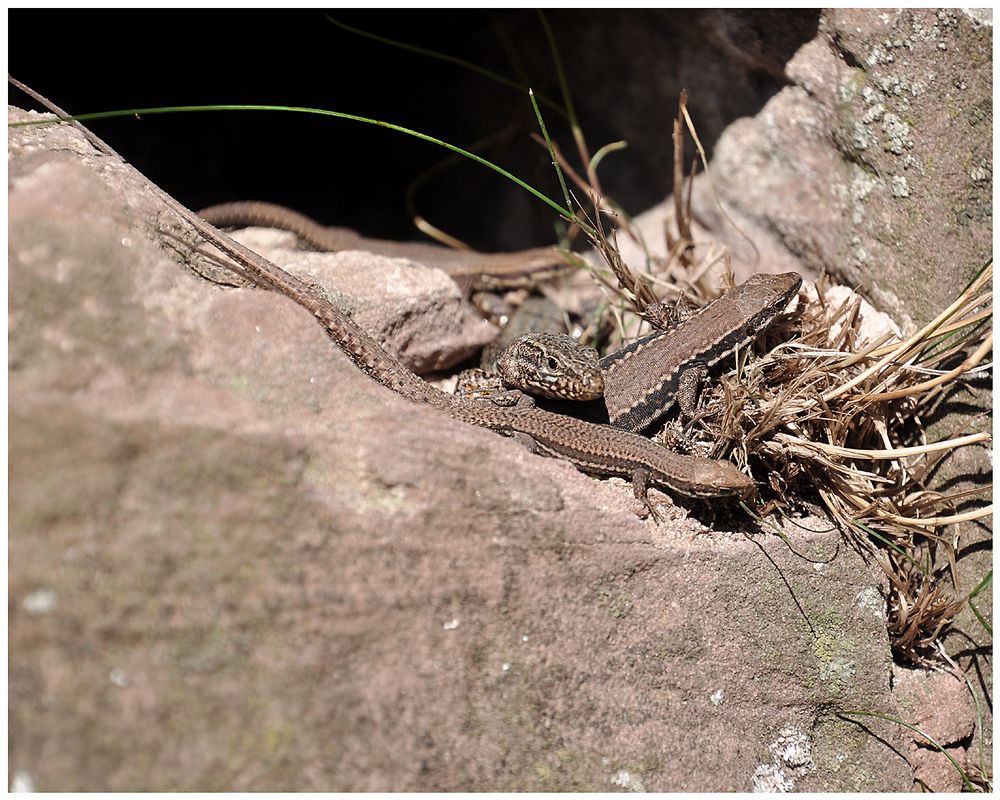 Echsen über Echsen Foto & Bild | sonne, grün, natur Bilder auf ...