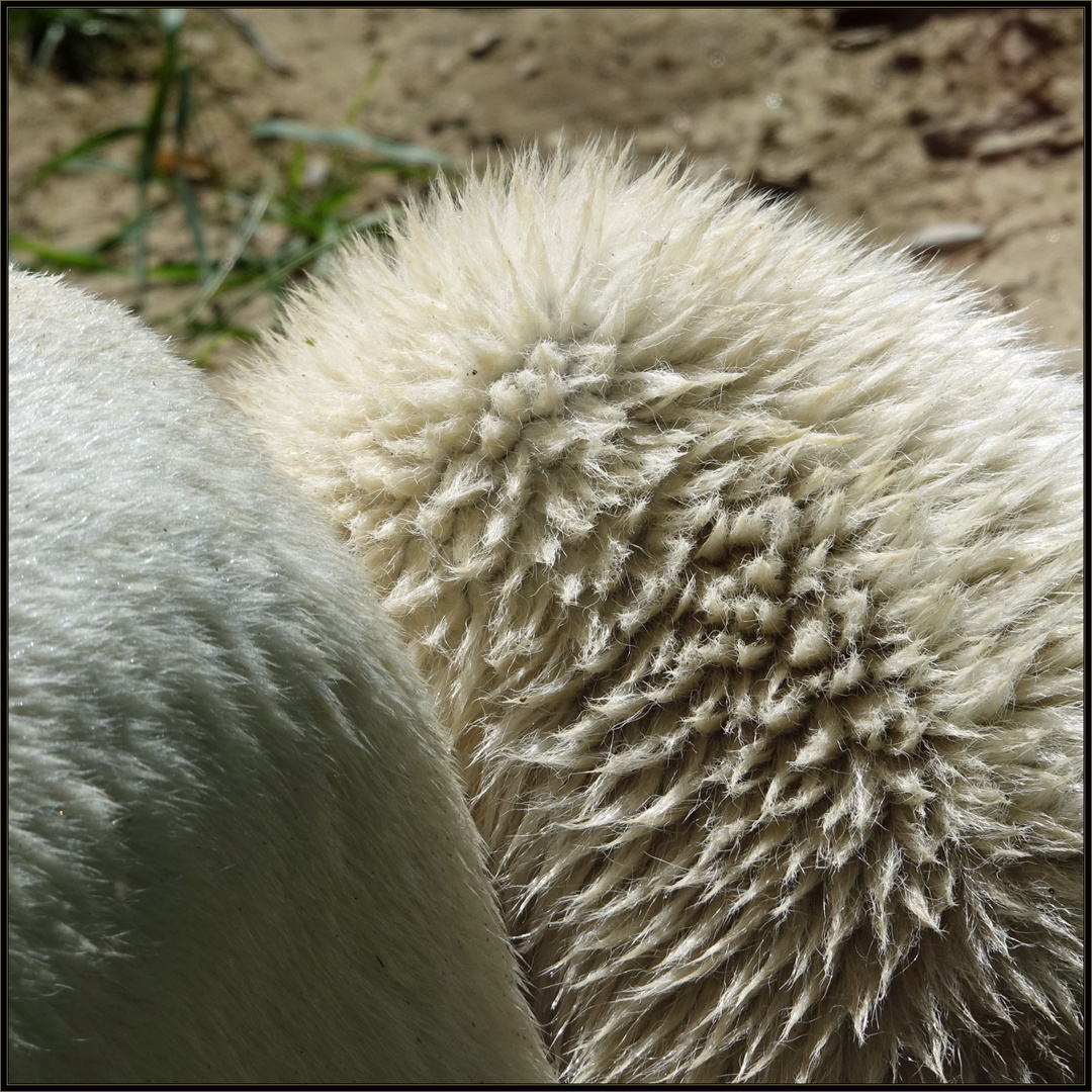 Echt haarig ... Foto & Bild | münchen, natur, fell Bilder auf fotocommunity