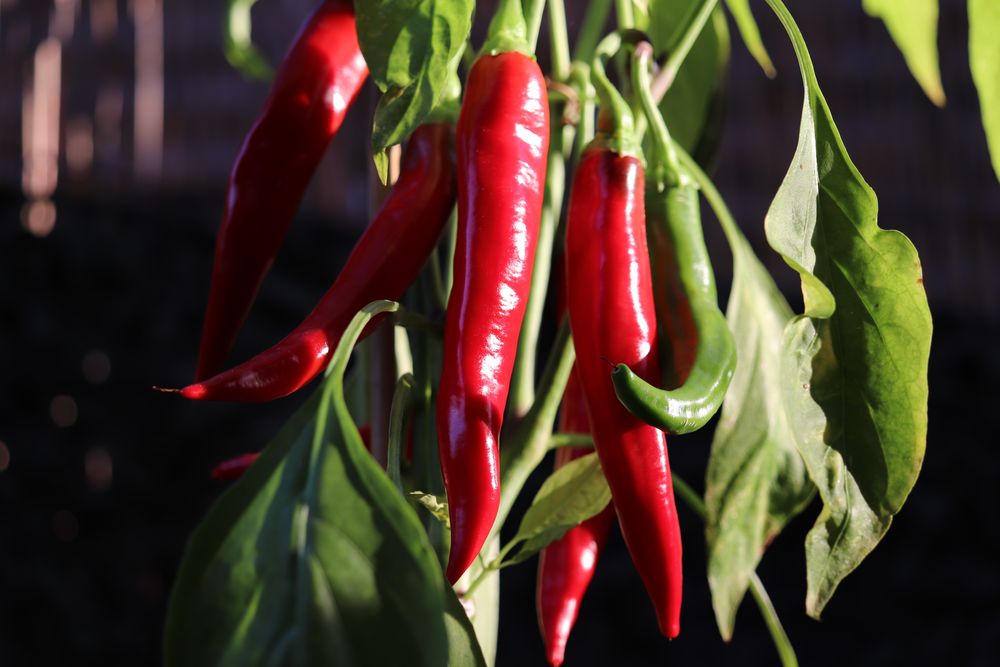 Echt scharfes Bild....... Foto & Bild | fotos, natur, pflanzen Bilder ...