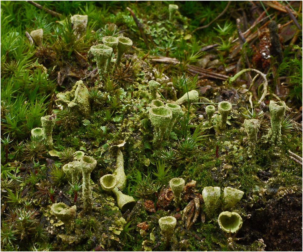 Echte Becherflechte (Cladonia pyxidata) Foto & Bild | pflanzen, pilze & flechten, pilze ...