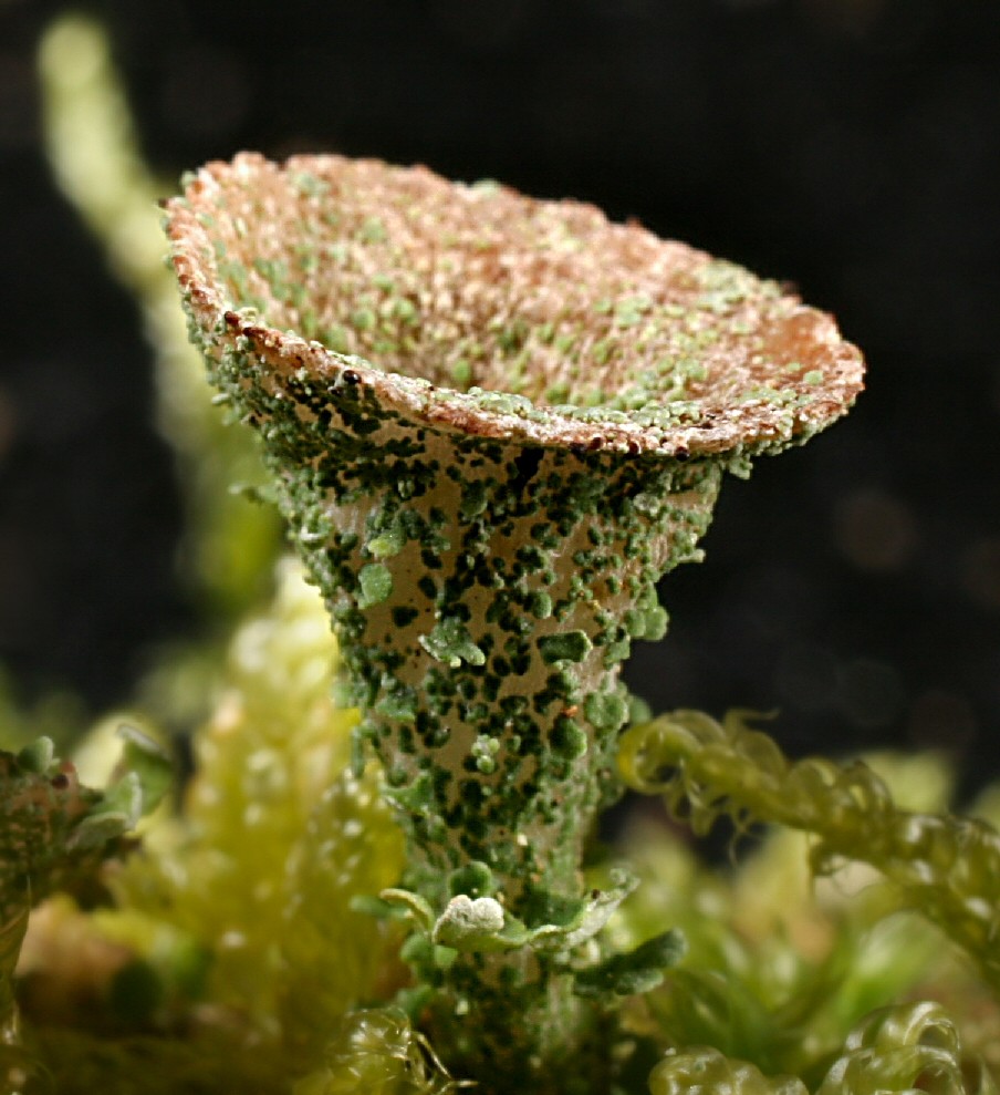Echte Becherflechte Foto & Bild | pflanzen, pilze & flechten, pilze & flechten, flechten Bilder ...