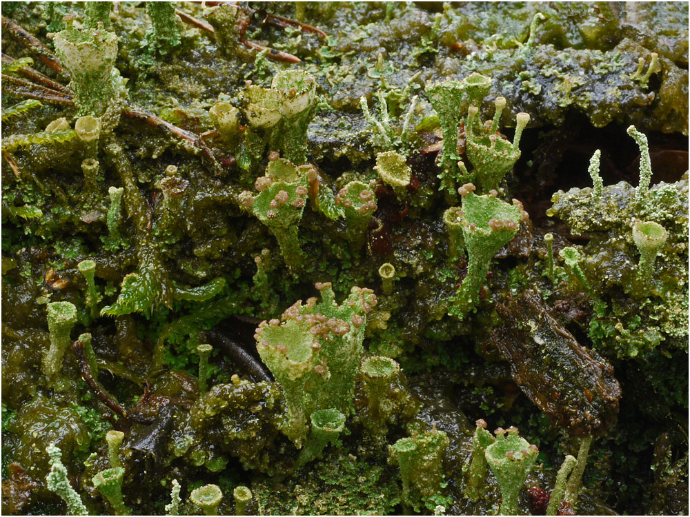 Echte Becherflechte mit Apothecien (Fruchtkörpern) Foto & Bild | pflanzen, pilze & flechten ...