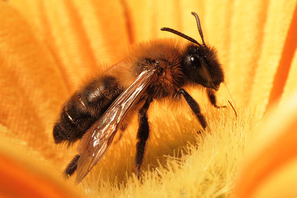 Echte Biene auf künstlicher Blume Foto & Bild | tiere, wildlife ...