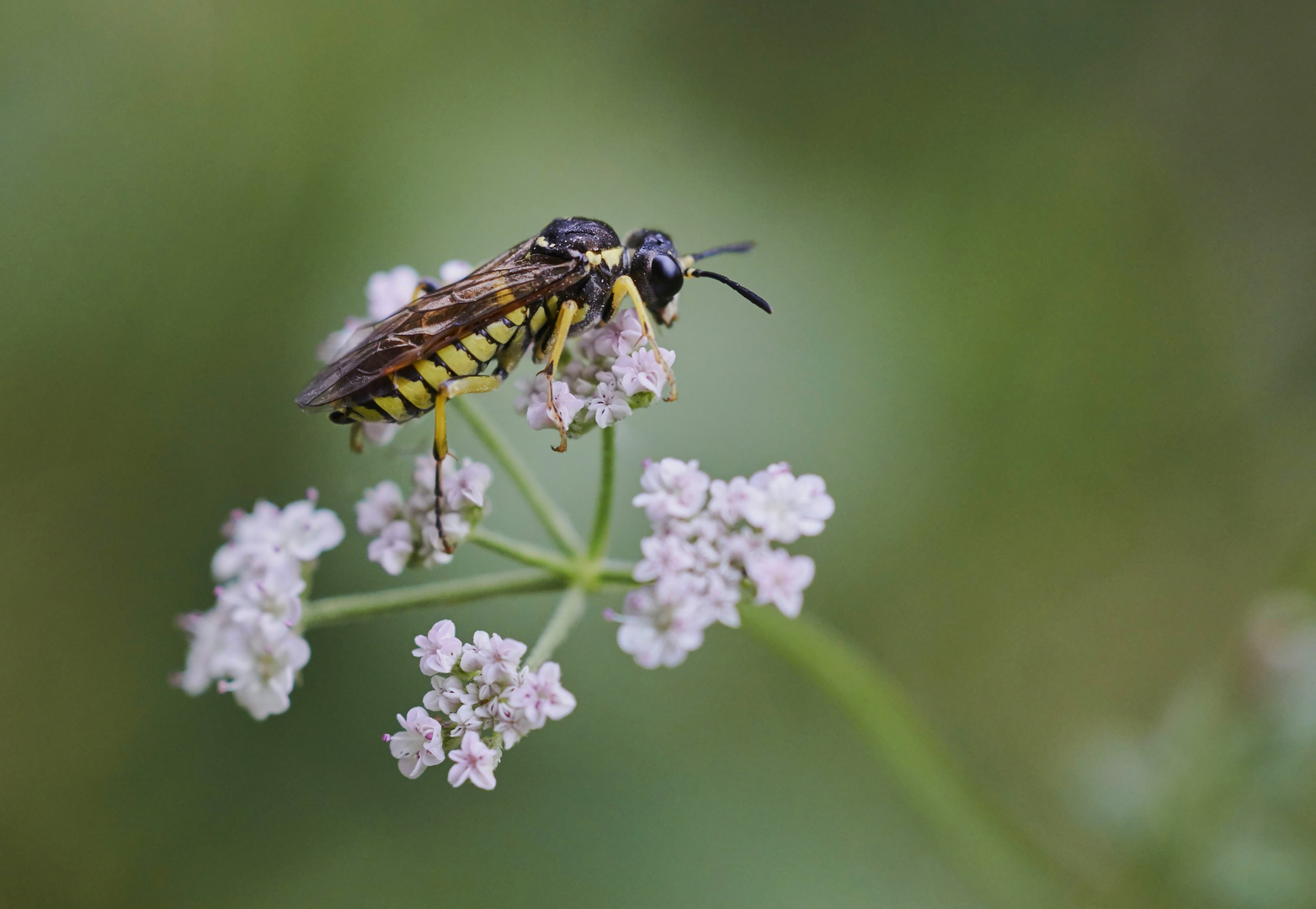 Echte Blattwespe (Tenthredo notha) Foto & Bild | natur, insekten, tiere ...