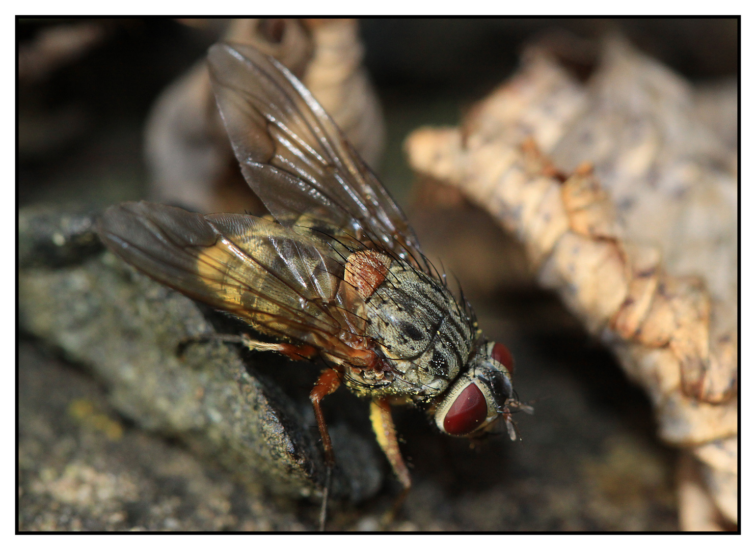 "Echte Fliege" Phaonia viarum Foto & Bild | tiere, wildlife, insekten ...