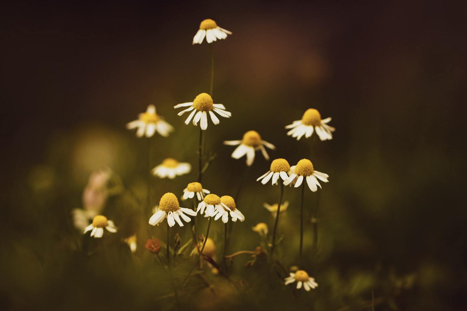 Echte Kamille (Matricaria chamomilla) Foto & Bild | spezial, sommer ...
