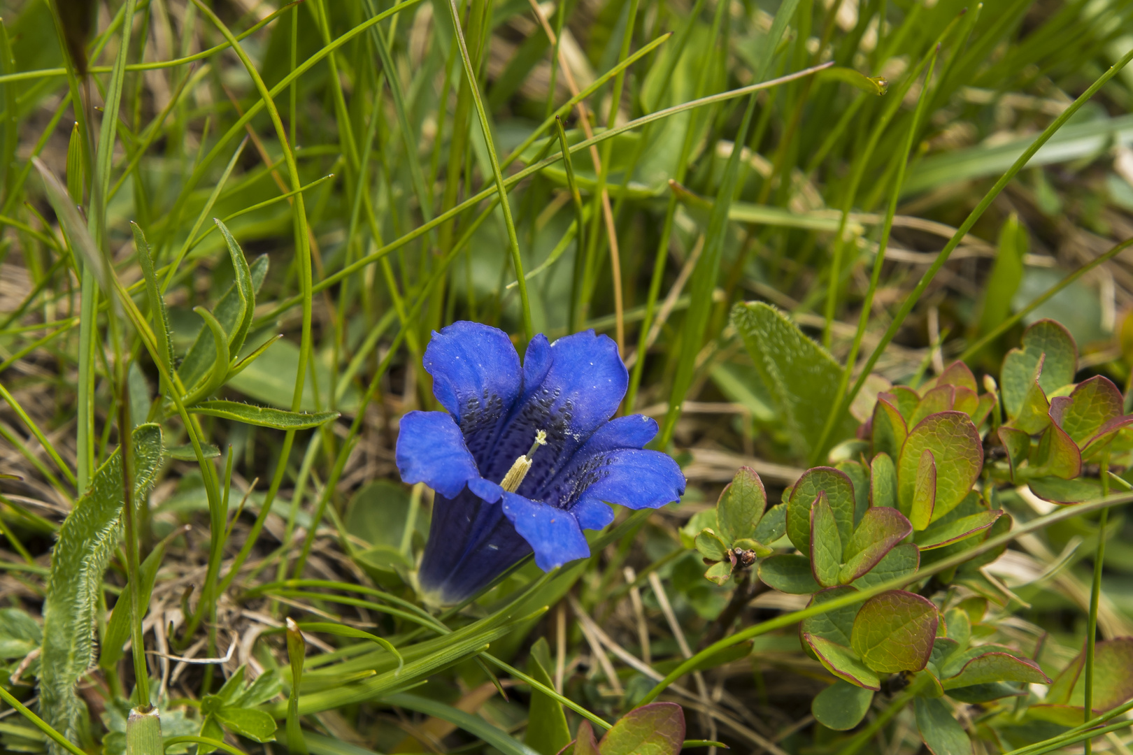 Echter Enzian Foto & Bild | natur, österreich, landschaft Bilder auf ...