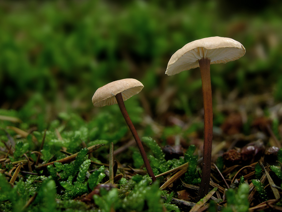 Echter Knoblauchschwindling (Marasmius scorodonius) Foto & Bild ...