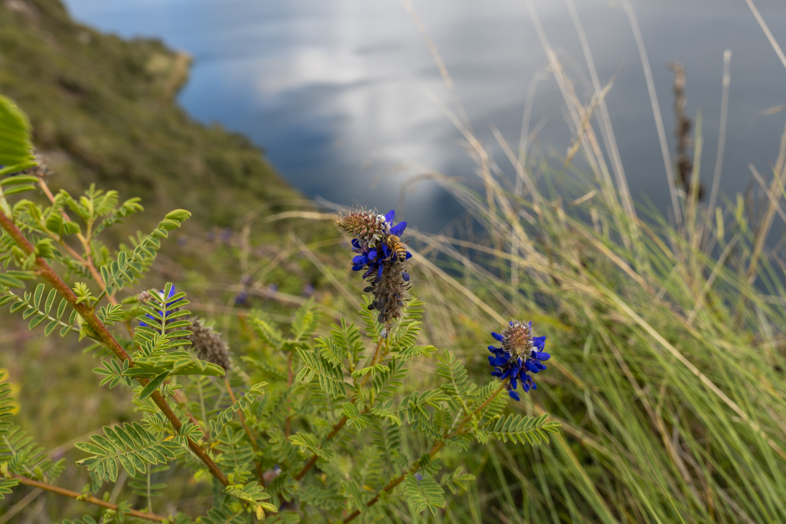Ecuador_Blumen mit Biene_01 Foto & Bild | world, natur, pflanzen Bilder ...
