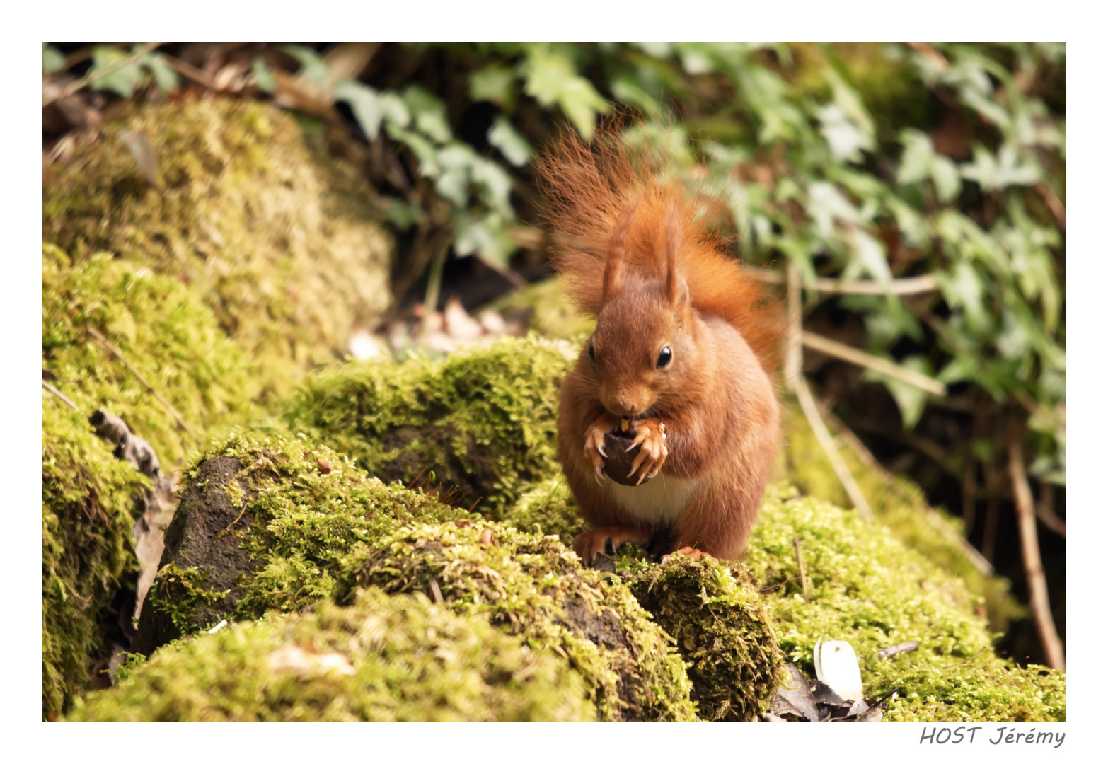 Ecureuil photo et image | animaux, animaux sauvages, nature Images ...