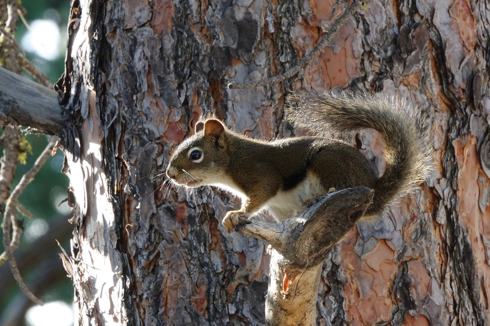 écureuil photo et image | nature, world, animaux Images fotocommunity
