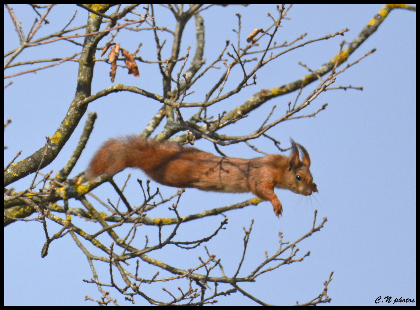 écureuil femelle photo et image | animaux, animaux sauvages, nature ...