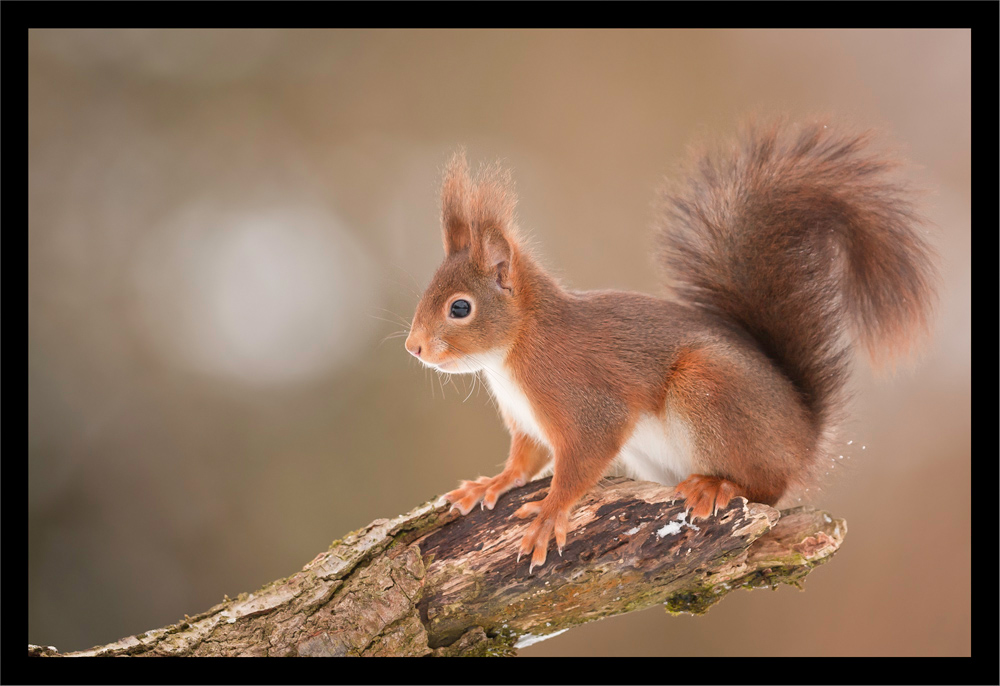 Ecureuil roux photo et image | animaux, animaux domestiques, rongeurs ...