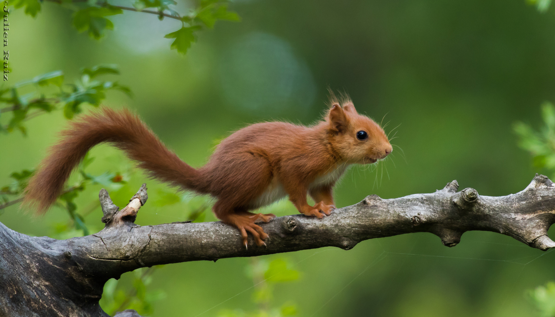 Ecureuil roux fait rizette pour la photo photo et image | animaux ...