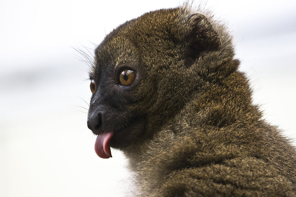 Ed von Schleck oder Freches Aas :) Foto & Bild | tiere, tierwelt, natur ...