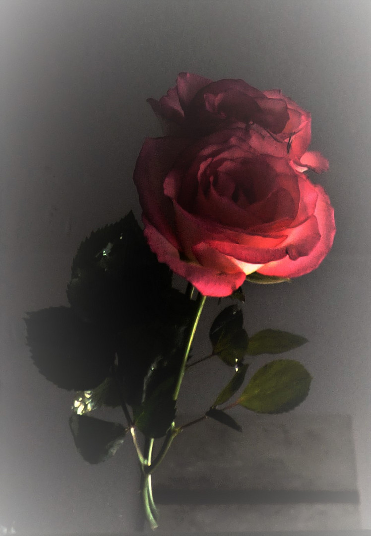 Edel Foto & Bild | fotos, natur, pflanzen Bilder auf fotocommunity