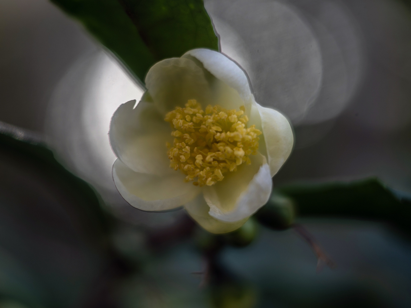 edel weiss Foto & Bild | makro, bäume, natur Bilder auf fotocommunity