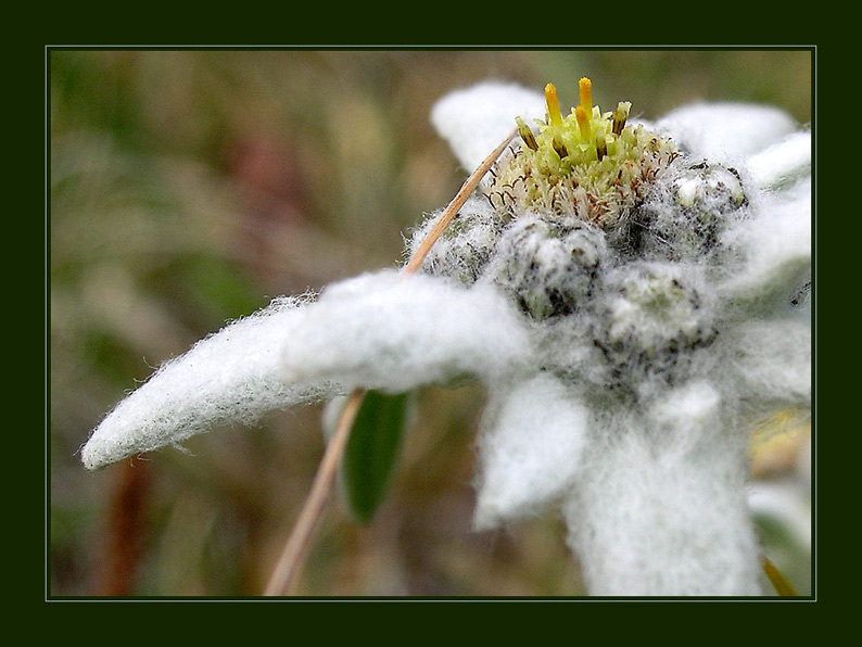 edel & weiß Foto & Bild | pflanzen, pilze & flechten, blüten ...