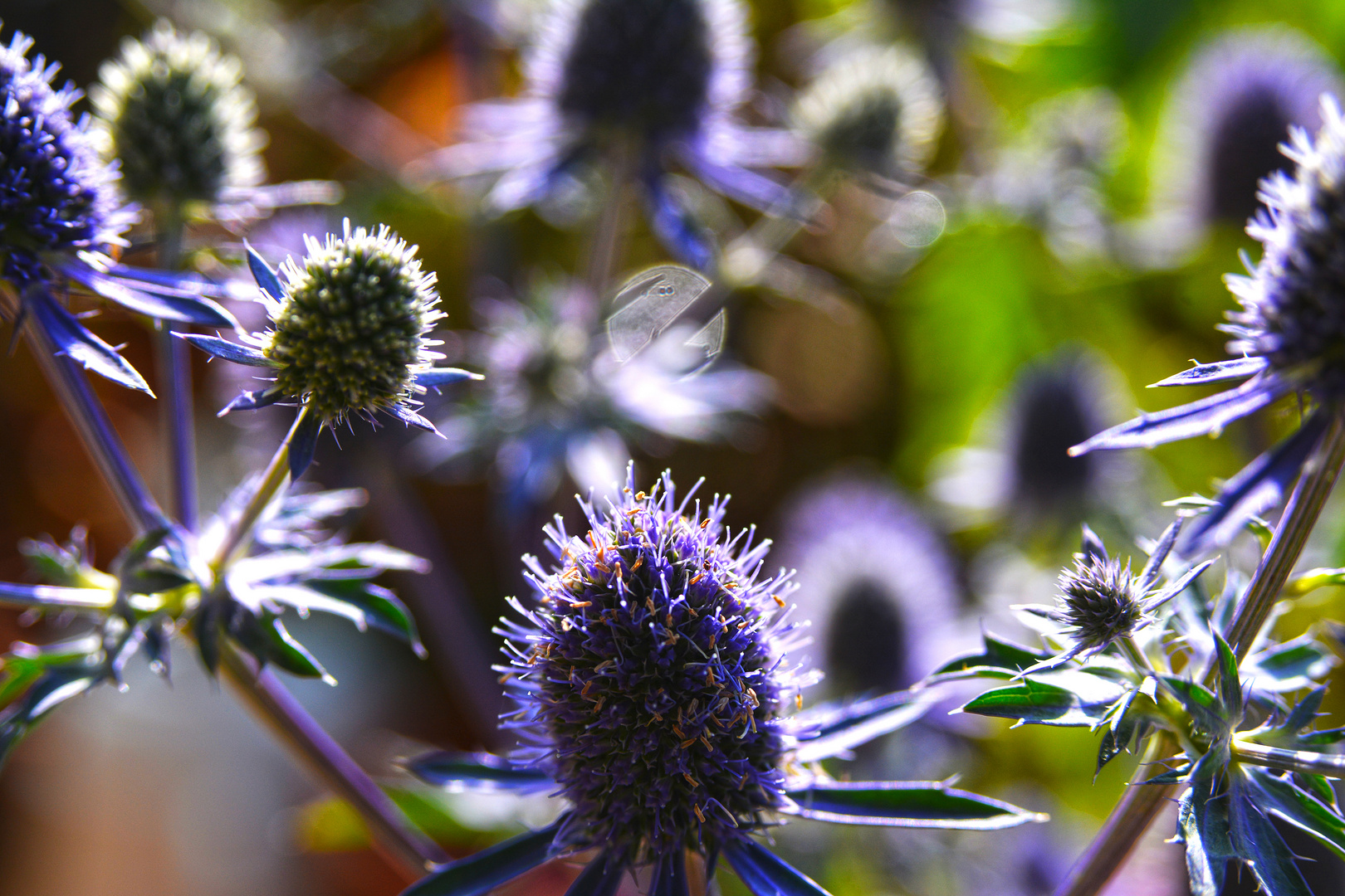 Edeldistel D71 8177 Foto & Bild | nikon, natur, herbst Bilder auf ...