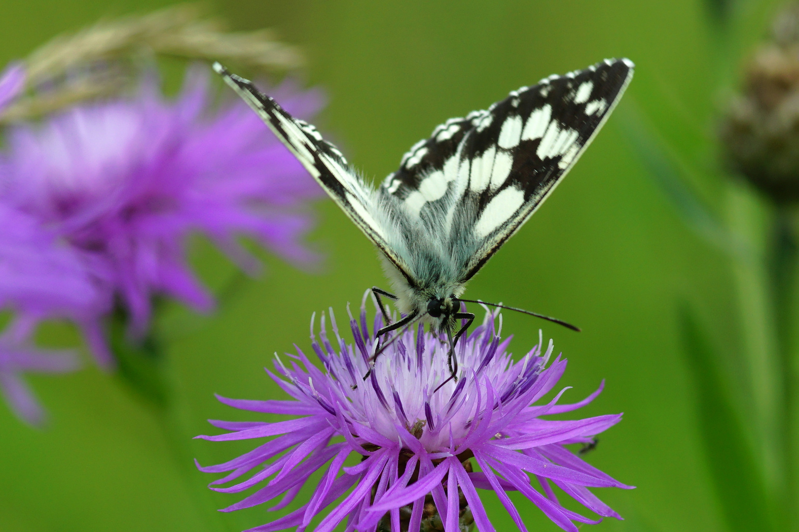 Insect Pokemon by DragonlordRynn on DeviantArt