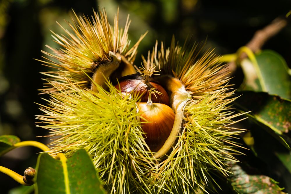 Edelkastanie Foto & Bild | world, schweiz, tessin Bilder auf fotocommunity