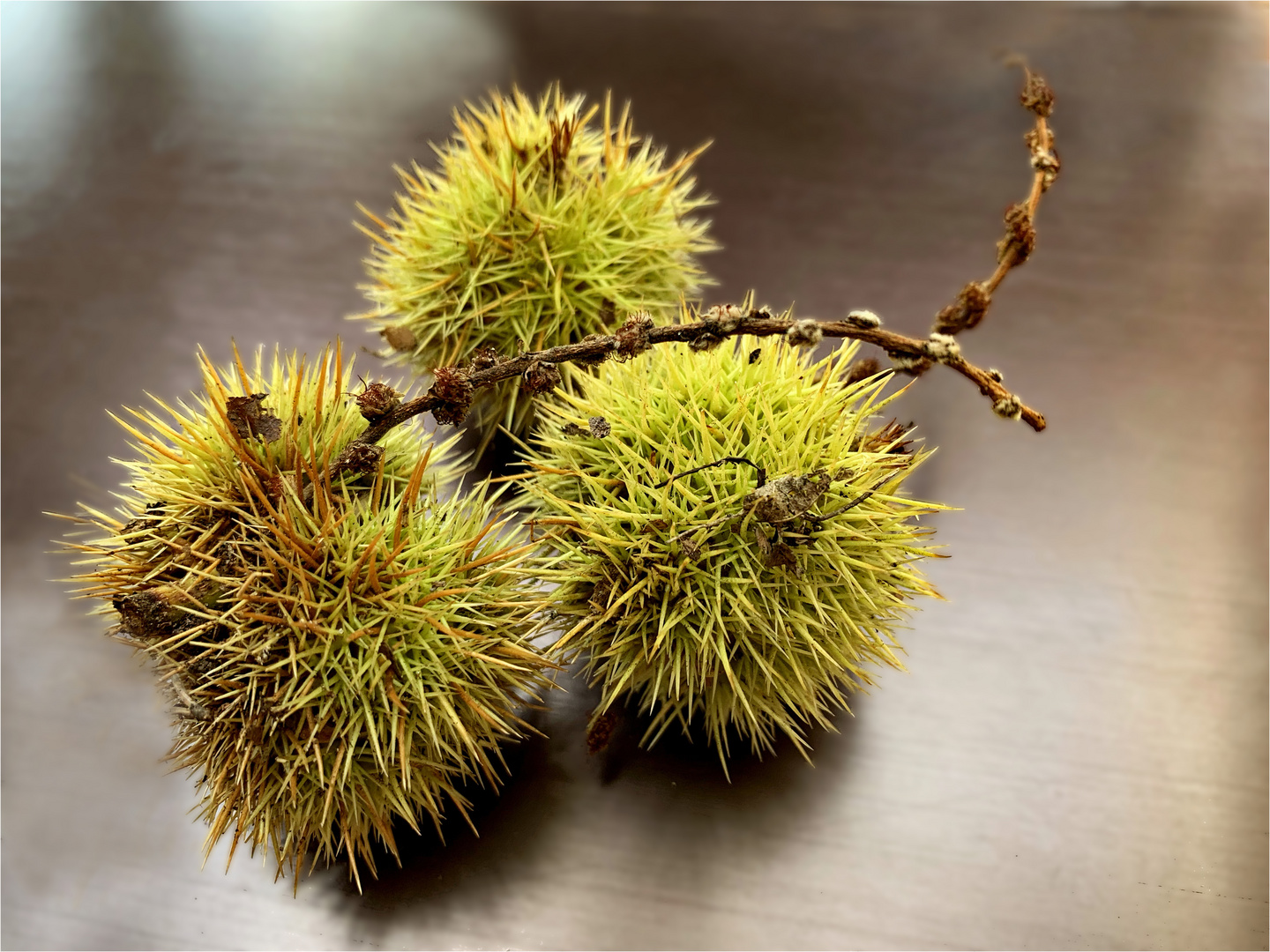 Edelkastanie (Castanea sativa) Foto & Bild | food, makro, bäume Bilder ...