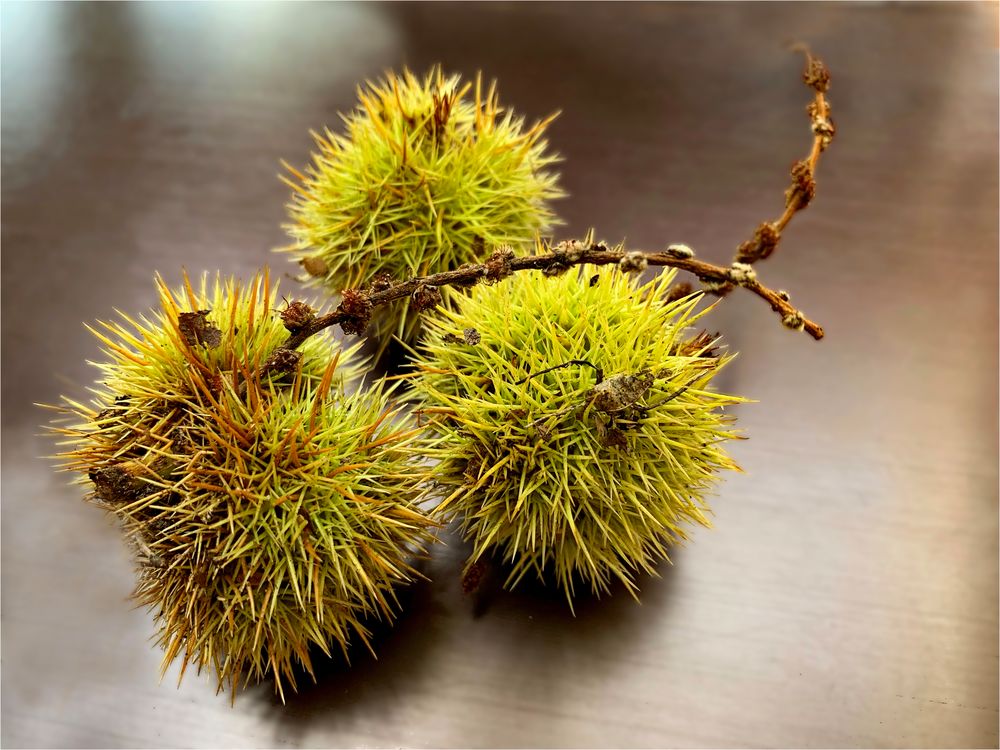 Edelkastanie (Castanea sativa) Foto & Bild | food, makro, bäume Bilder ...