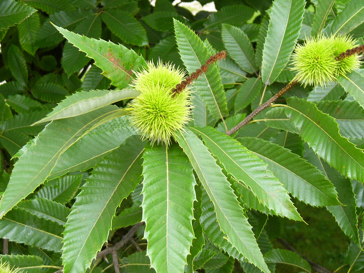 Edelkastanie Foto & Bild | pflanzen, pilze & flechten, früchte und ...