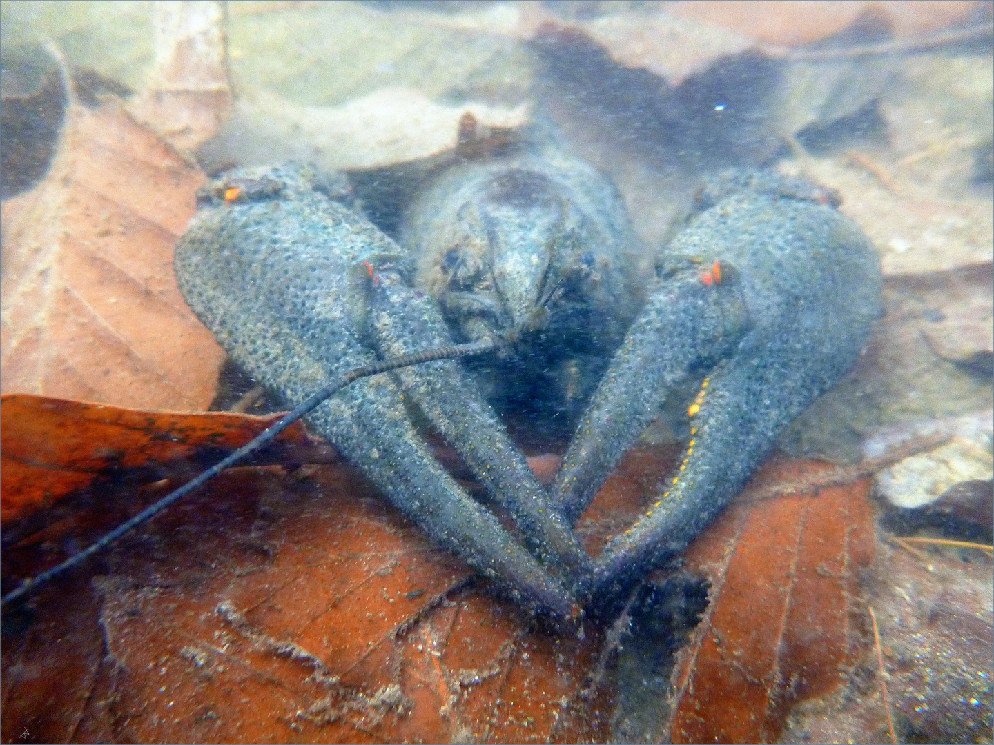 Edelkrebs Foto & Bild | natur, see, landschaft Bilder auf fotocommunity