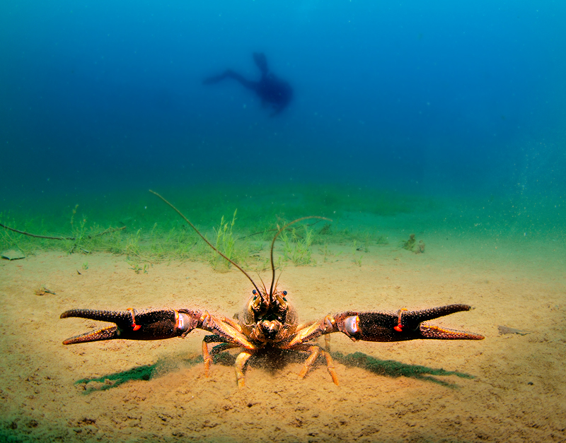 Edelkrebs im Möwensee Foto & Bild | unterwasser, uw-süsswasser, natur ...