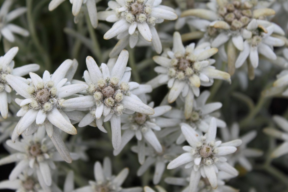 Edelweiß Foto & Bild | pflanzen, pilze & flechten, blüten ...