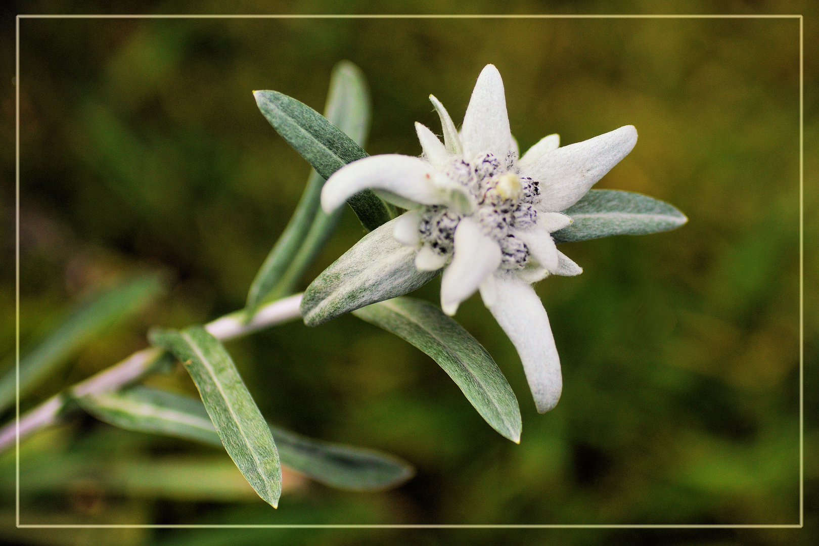 Edelweiß Foto & Bild | natur, pflanzen, blüten Bilder auf fotocommunity