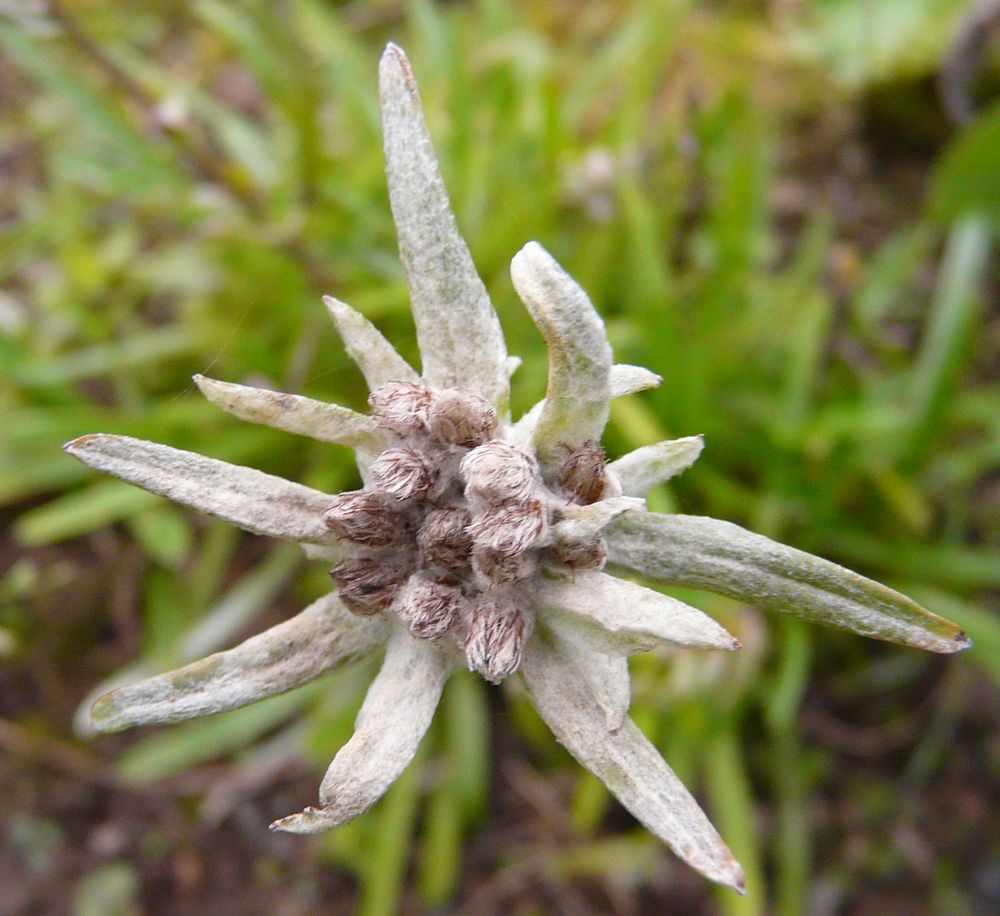 Edelweiß Foto & Bild | pflanzen, pilze & flechten, blüten ...