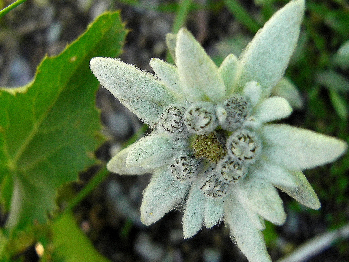 Edelweiß Edelweiß Foto & Bild | pflanzen, pilze & flechten, blüten ...