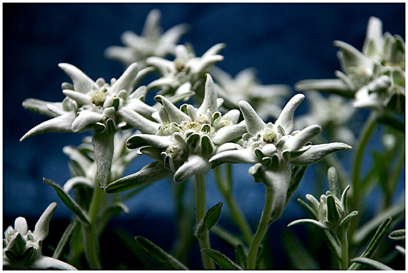 Edelweiß Foto & Bild | pflanzen, pilze & flechten, blüten- & kleinpflanzen, natur Bilder auf ...