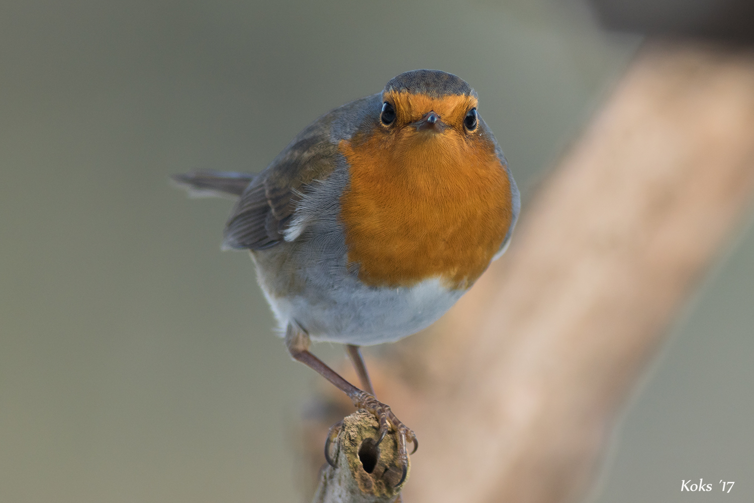 EEEH DU ... Foto & Bild | tiere, wildlife, wild lebende vögel Bilder ...