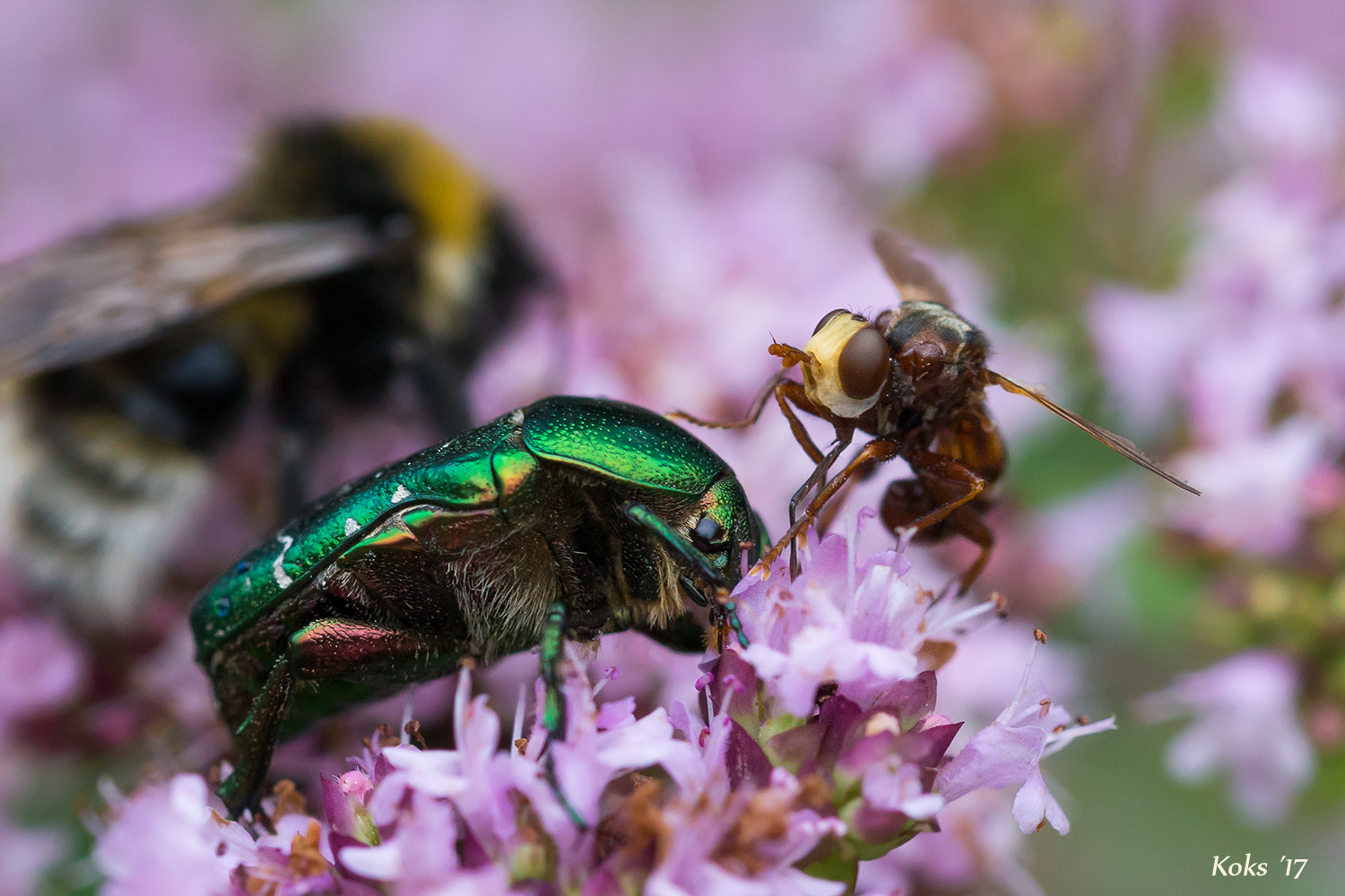 Eeeh Kumpel .... Foto & Bild | tiere, wildlife, insekten Bilder auf ...