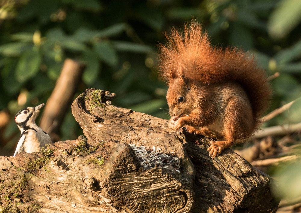 "eeey lass was über!!!" Foto & Bild | tiere, wildlife, säugetiere ...