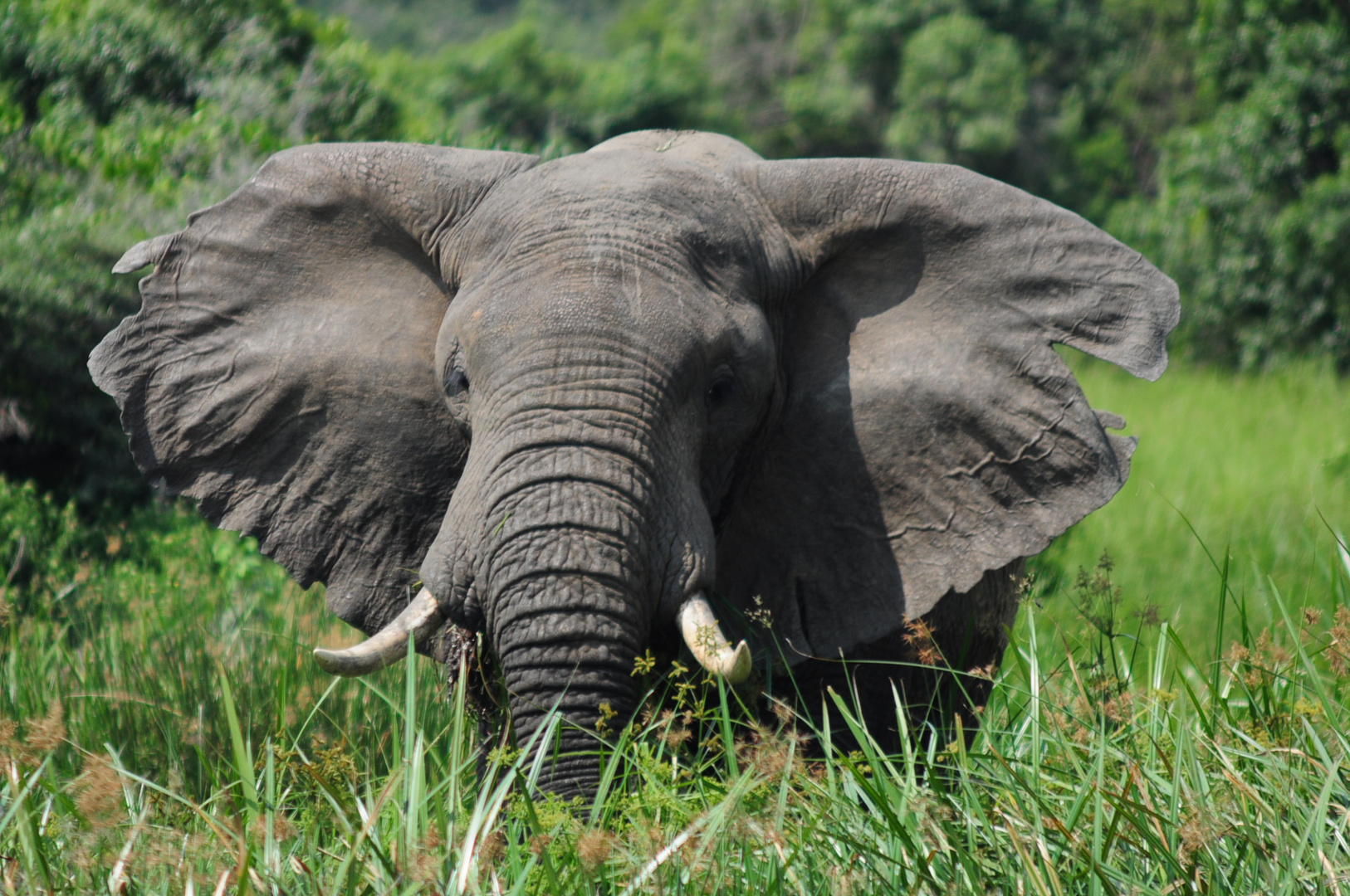 Efelante Efelante Foto % Immagini| park, world, animali Foto su ...