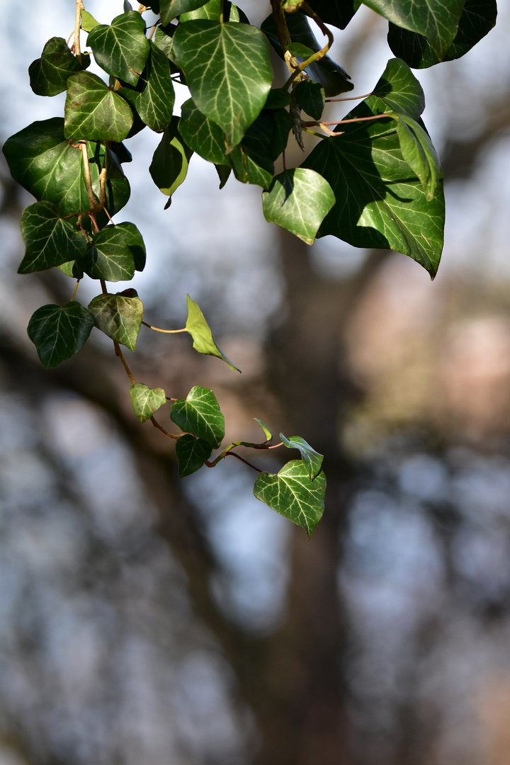 Efeu Foto & Bild | pflanzen, pilze & flechten, jahreszeiten, winter ...